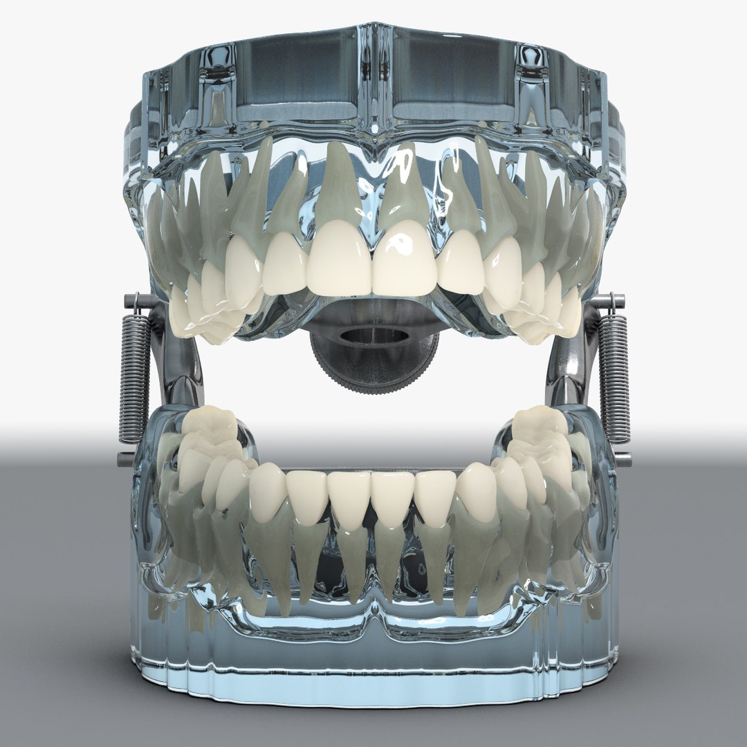 3d Realistic Typodont