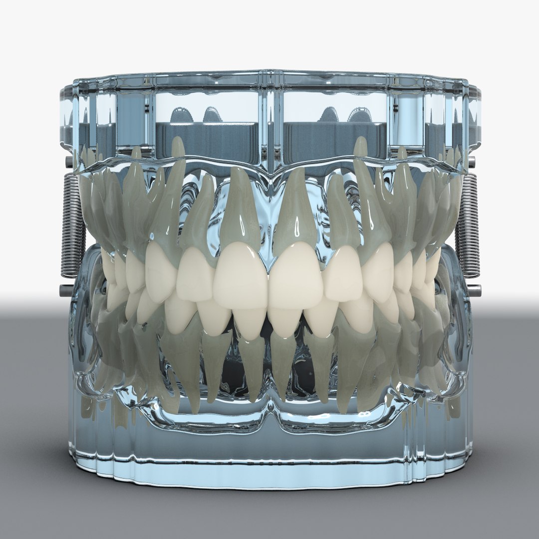 3d Realistic Typodont