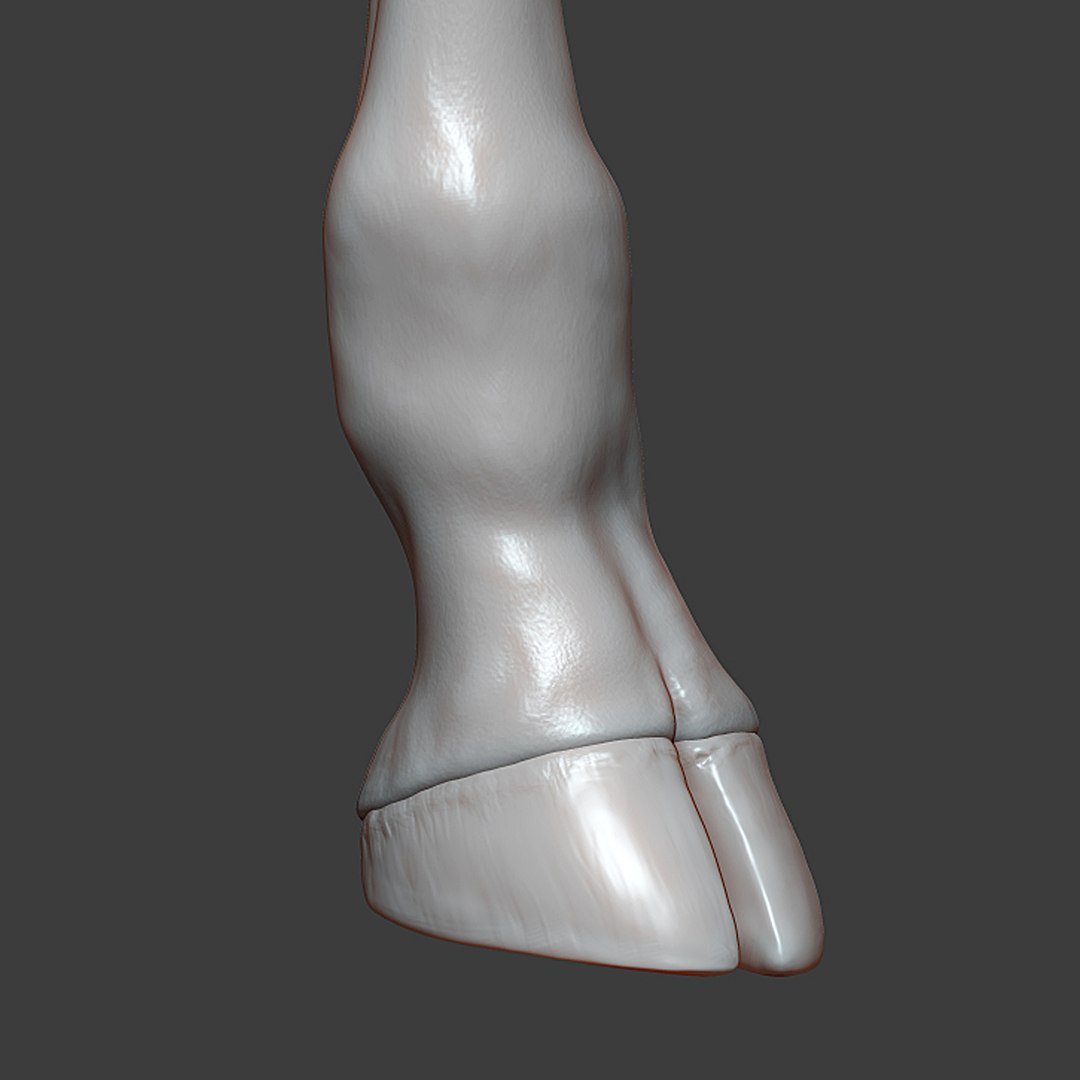 3D Giraffe Hoof Highpoly Sculpt model - TurboSquid 1813917