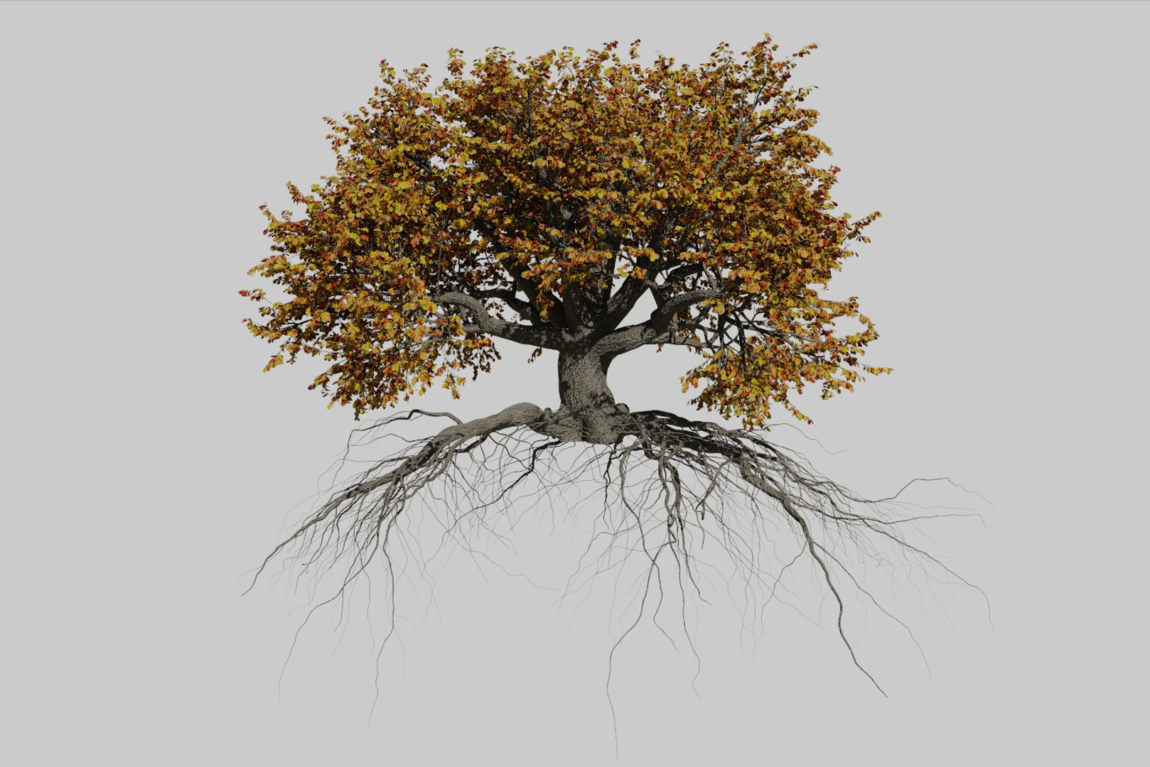 Oak Autumn 5 Tree 3D Model - TurboSquid 1379181