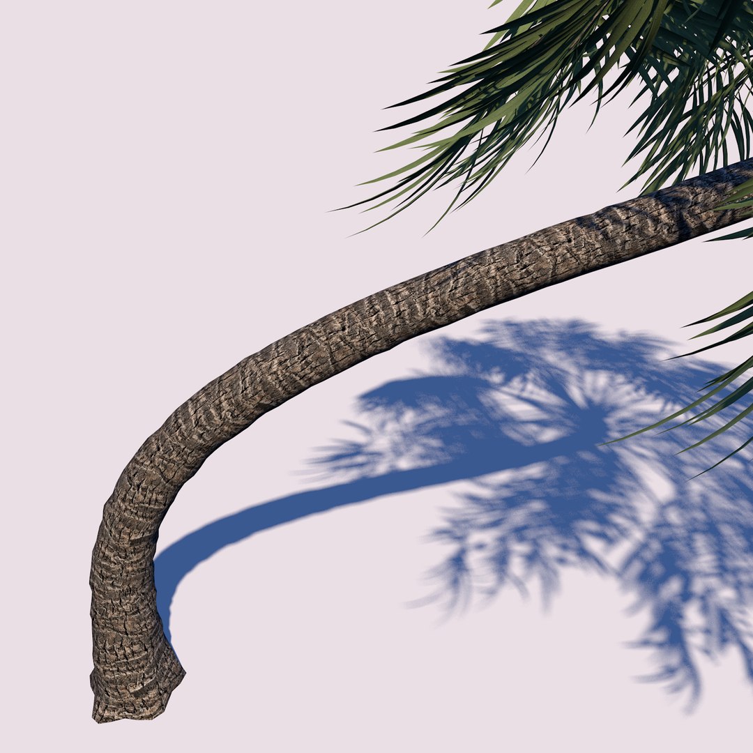 3D Model Curvy Palm Tree - TurboSquid 1280195