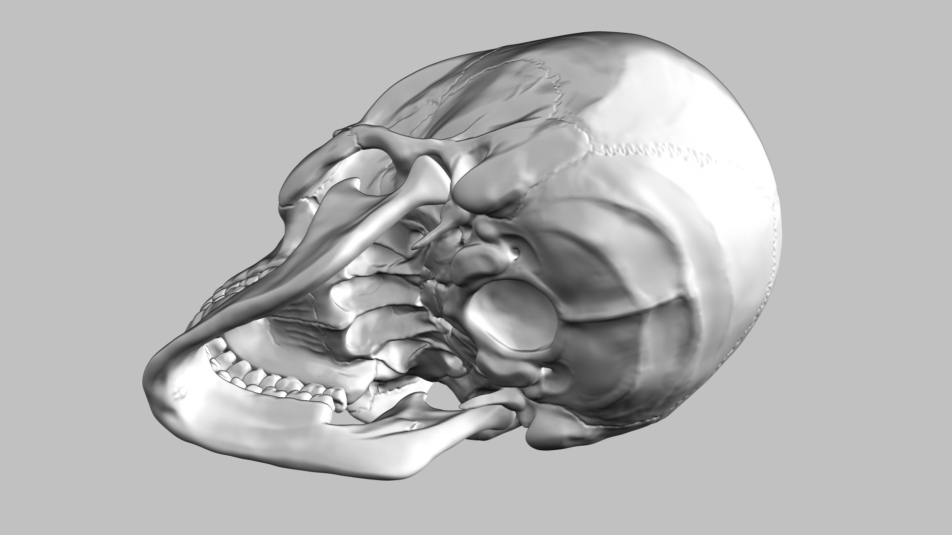3D Detailed High Poly Human Skull - TurboSquid 1924261