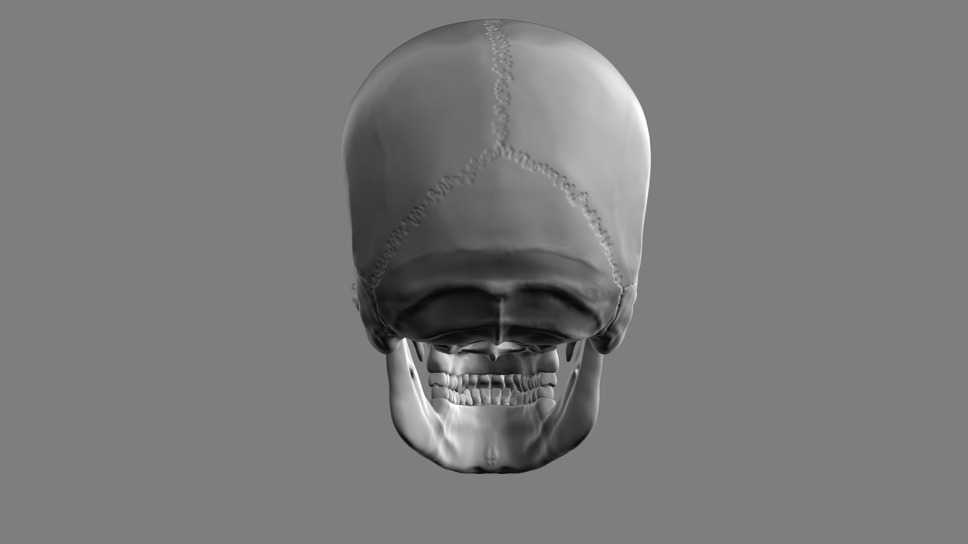 3D Detailed High Poly Human Skull - TurboSquid 1924261