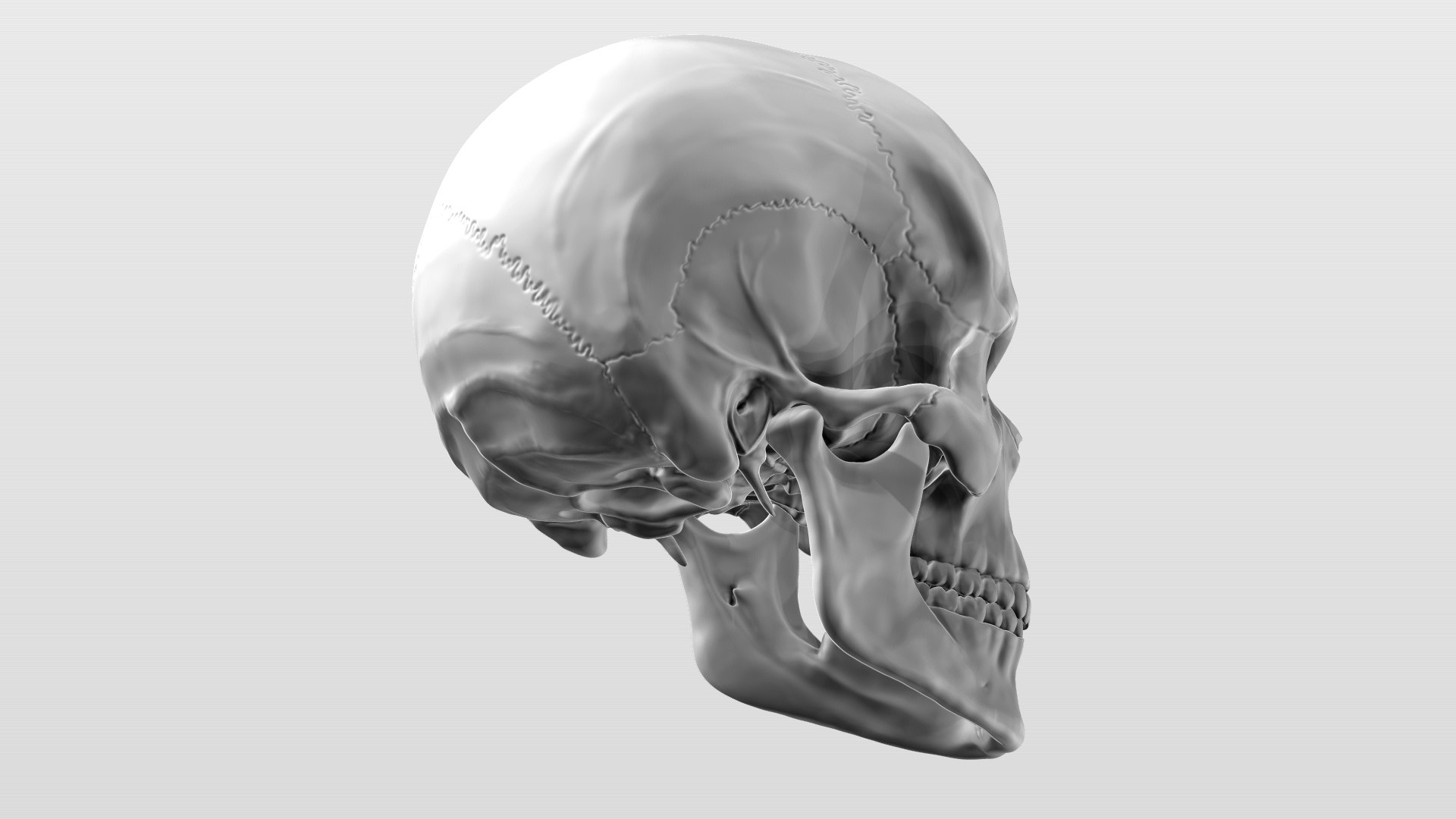 3D Detailed High Poly Human Skull - TurboSquid 1924261