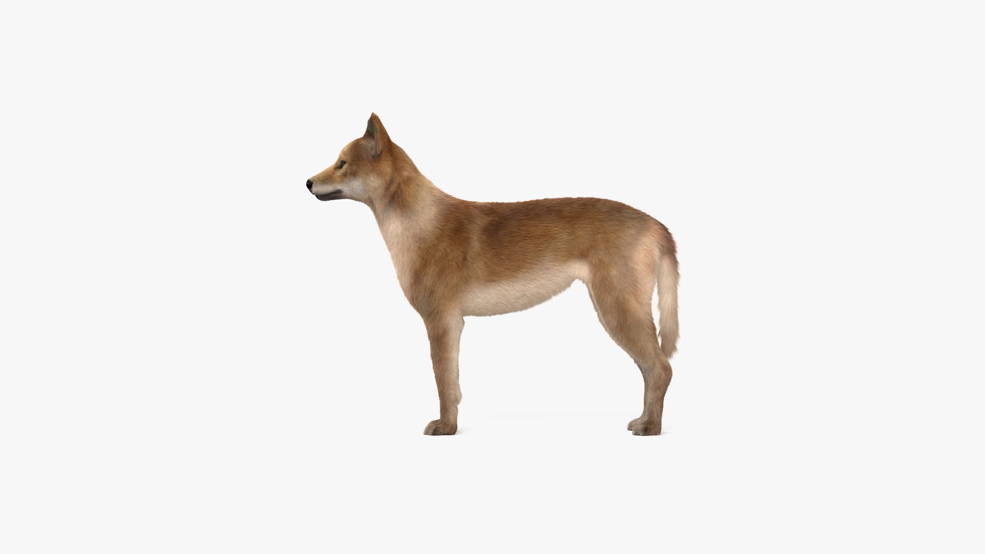 3D Dingo Model - TurboSquid 2074289