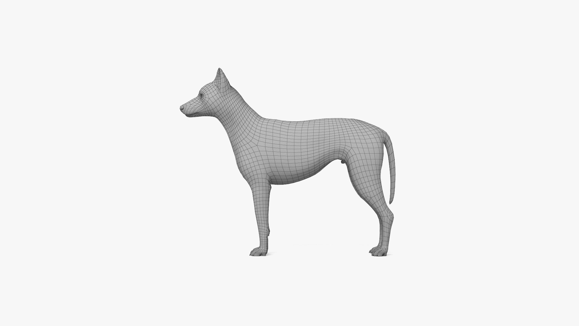 3D Dingo Model - TurboSquid 2074289