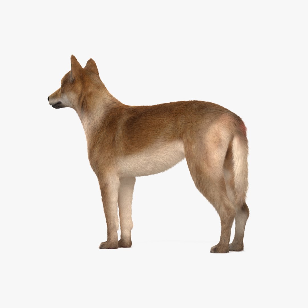 3D Dingo Model - TurboSquid 2074289