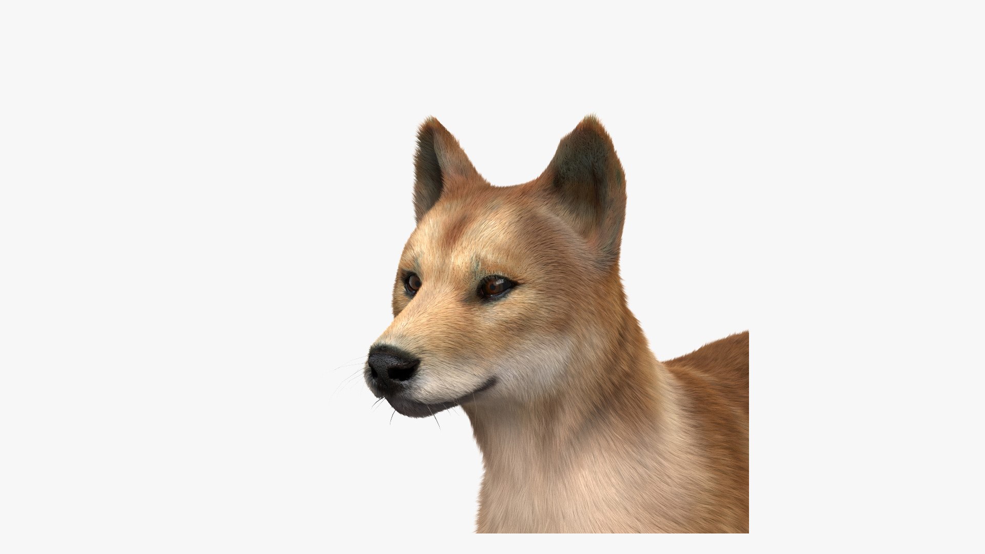 3D Dingo Model - TurboSquid 2074289