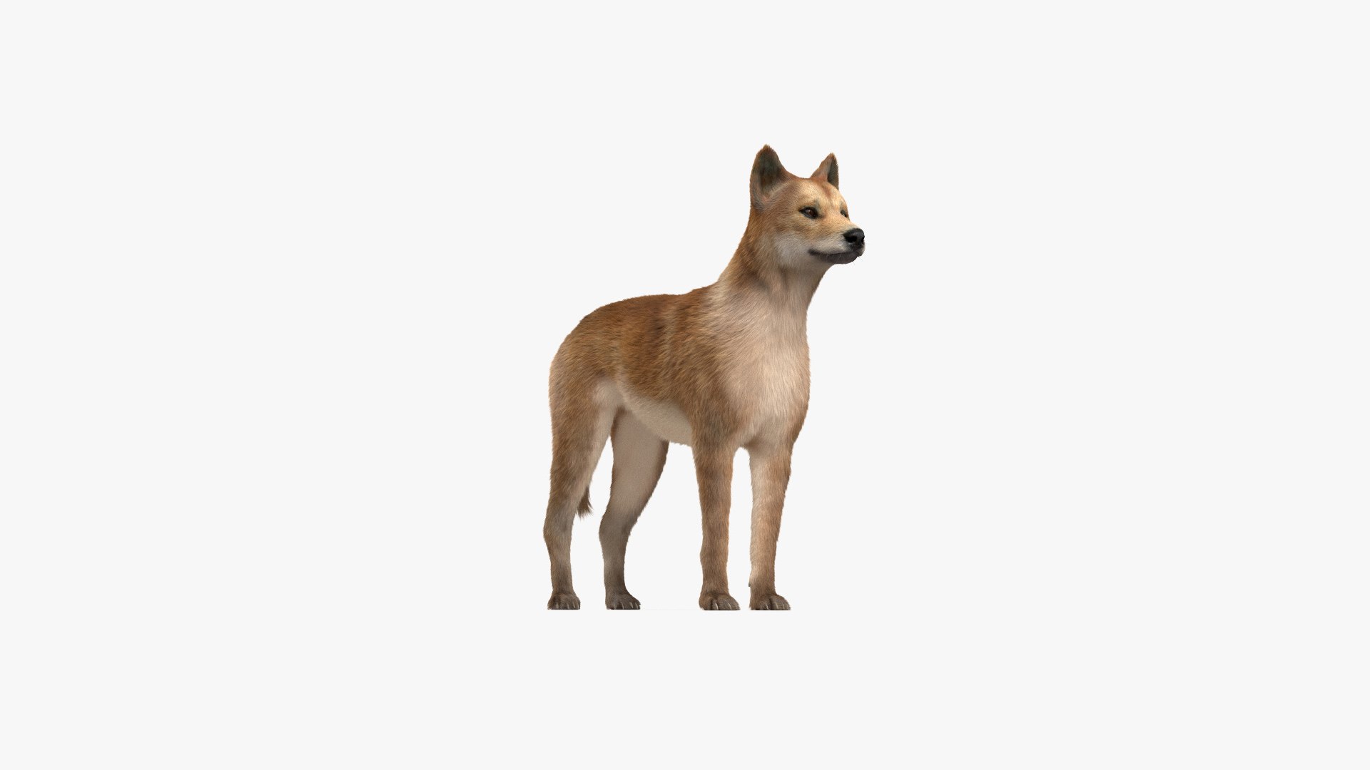 3D Dingo Model - TurboSquid 2074289