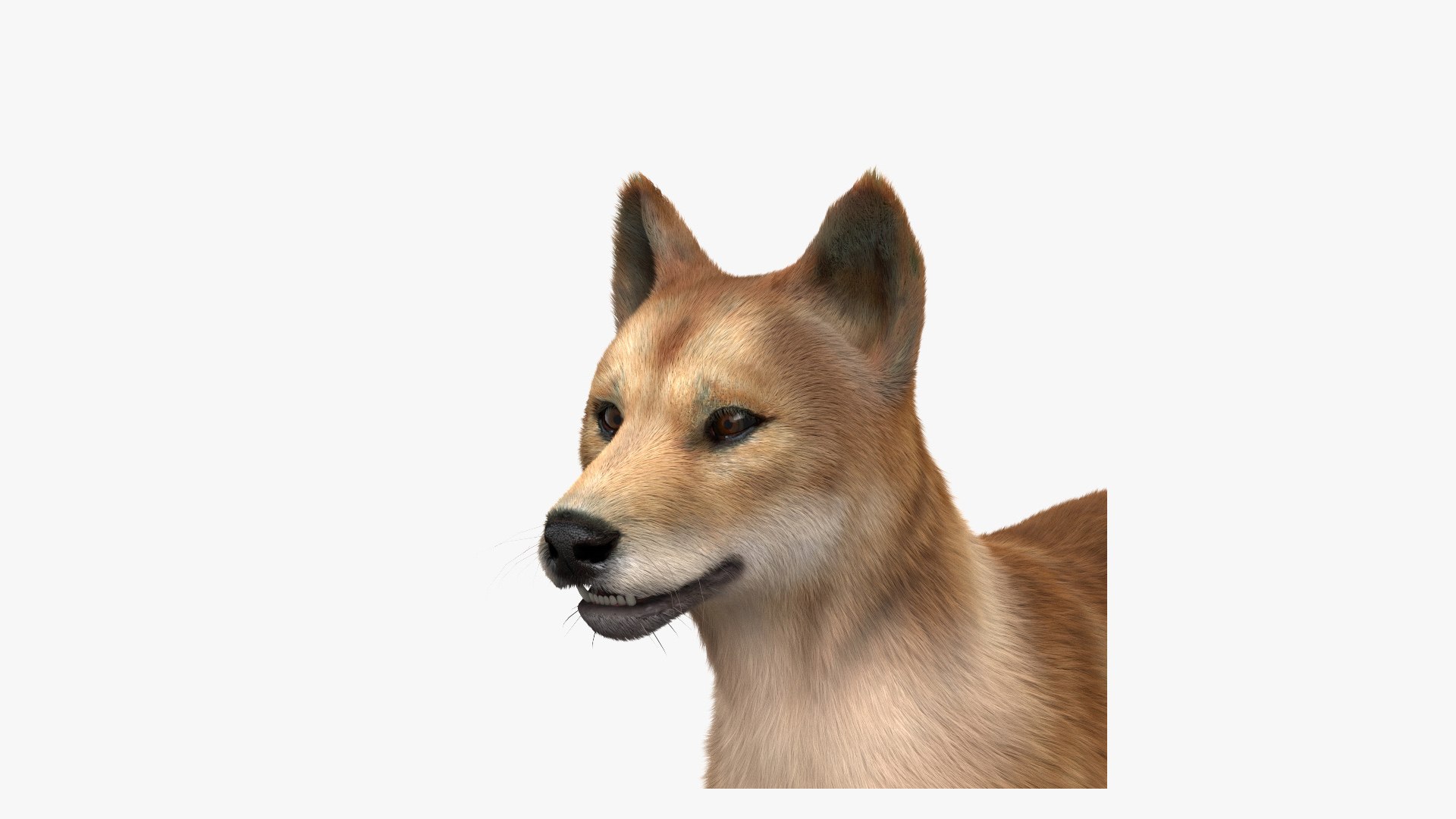 3D Dingo Model - TurboSquid 2074289