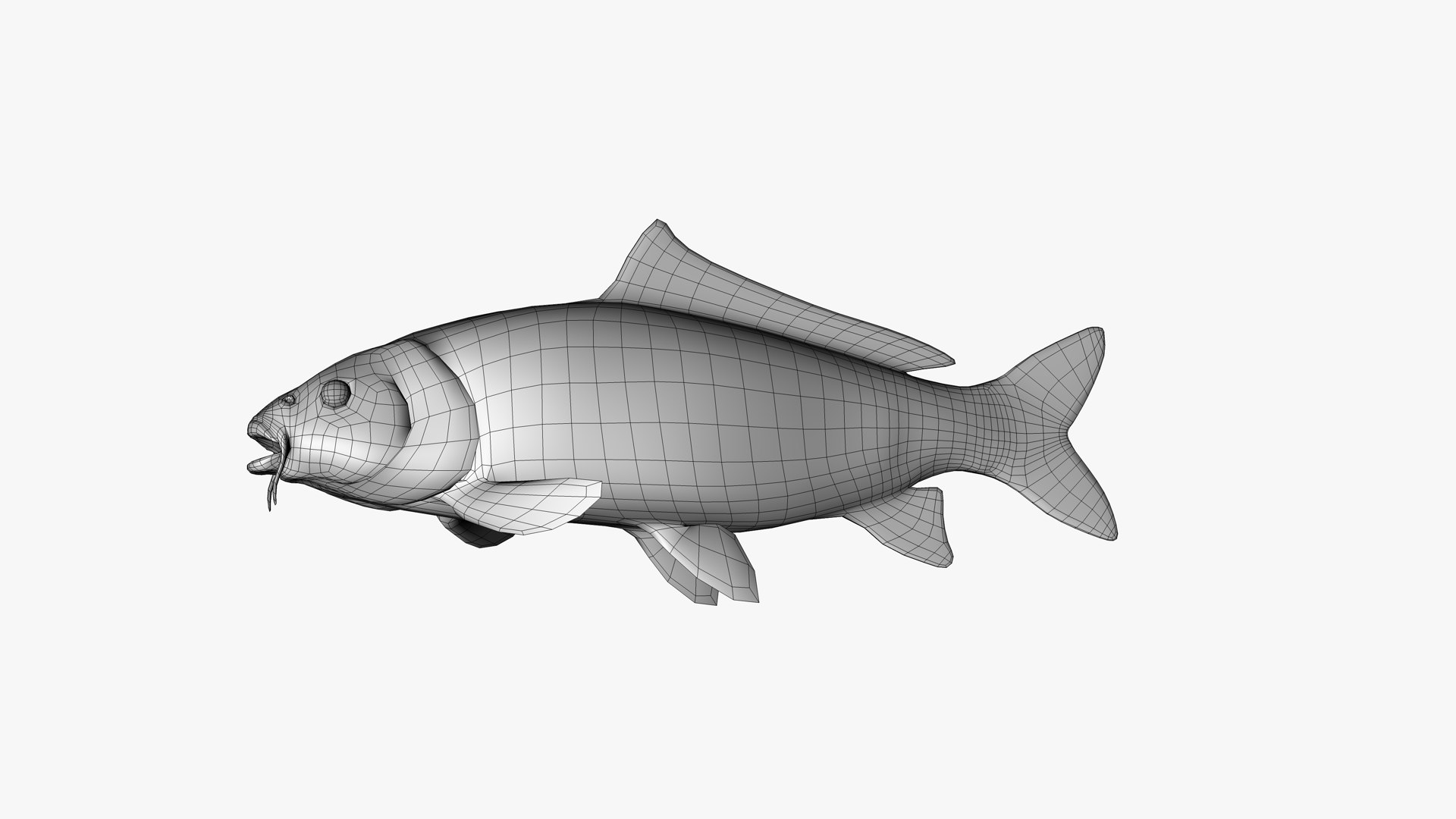 Common Carp Wild Variety Model - TurboSquid 1746564