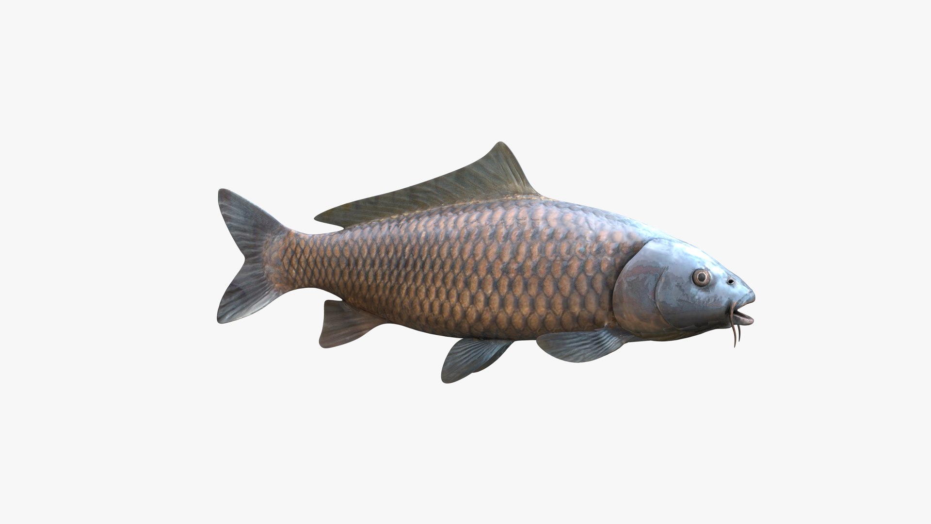 Common Carp Wild Variety Model - TurboSquid 1746564