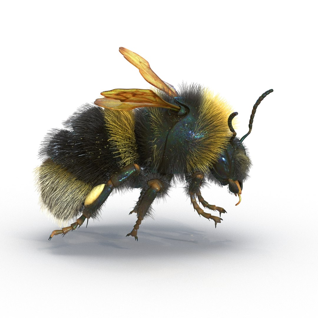 bumblebee rigged 3d max