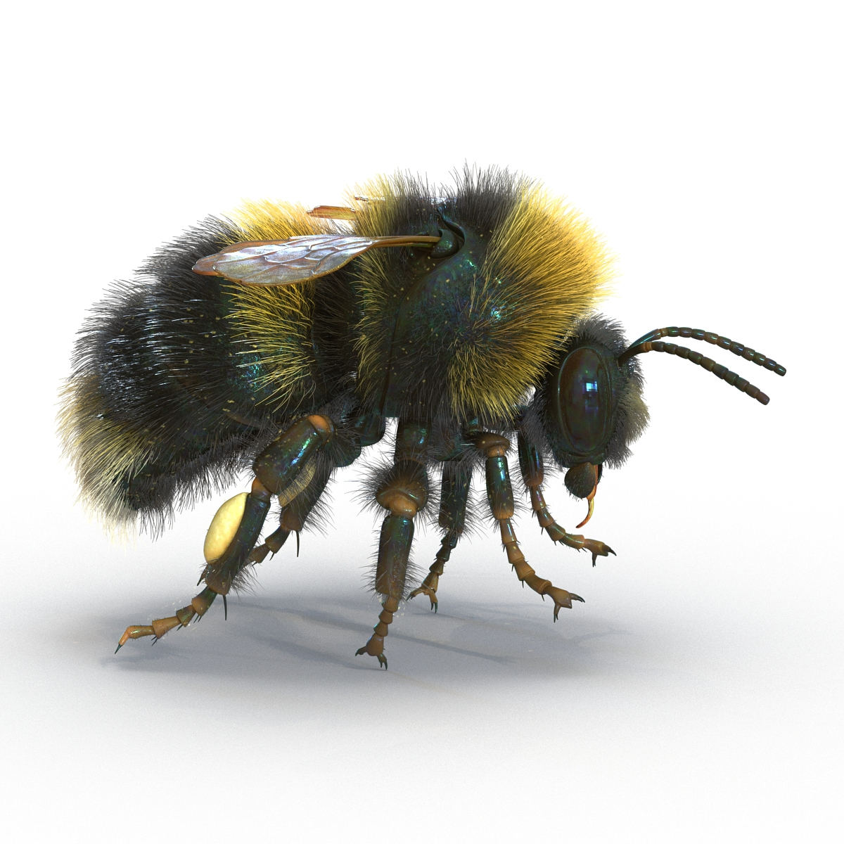 bumblebee rigged 3d max