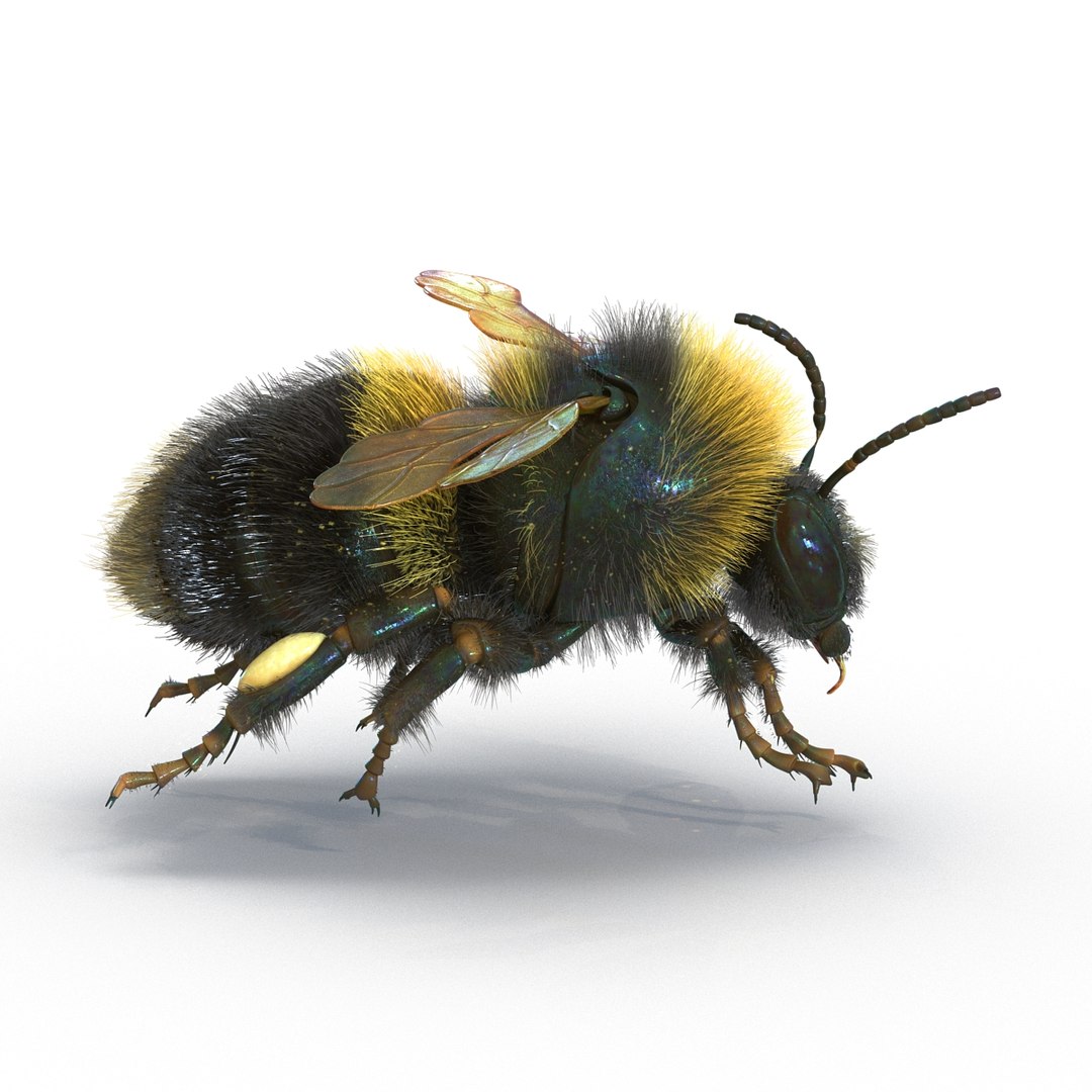 bumblebee rigged 3d max