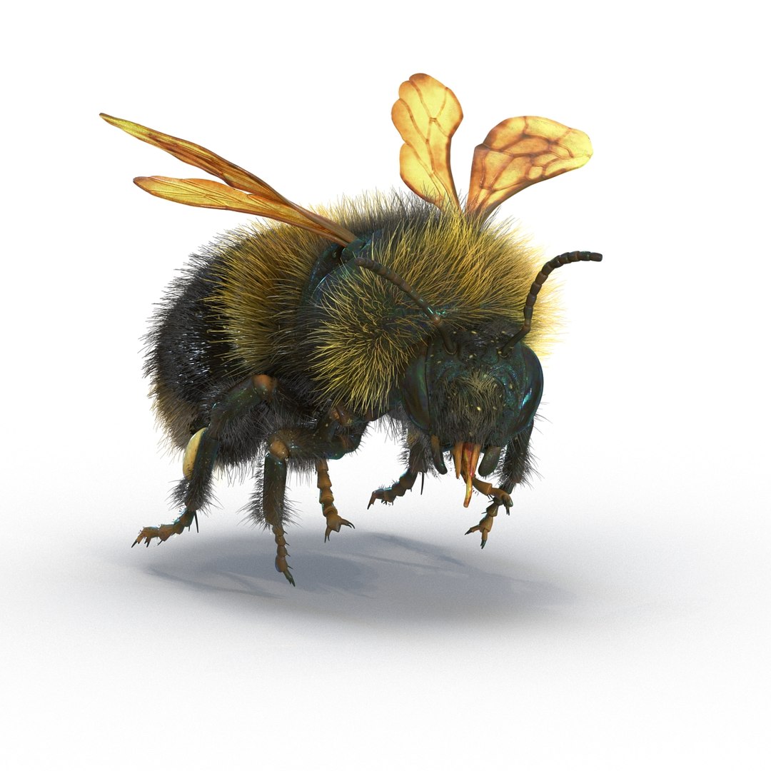 bumblebee rigged 3d max