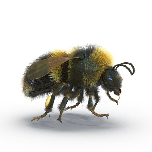bumblebee rigged 3d max
