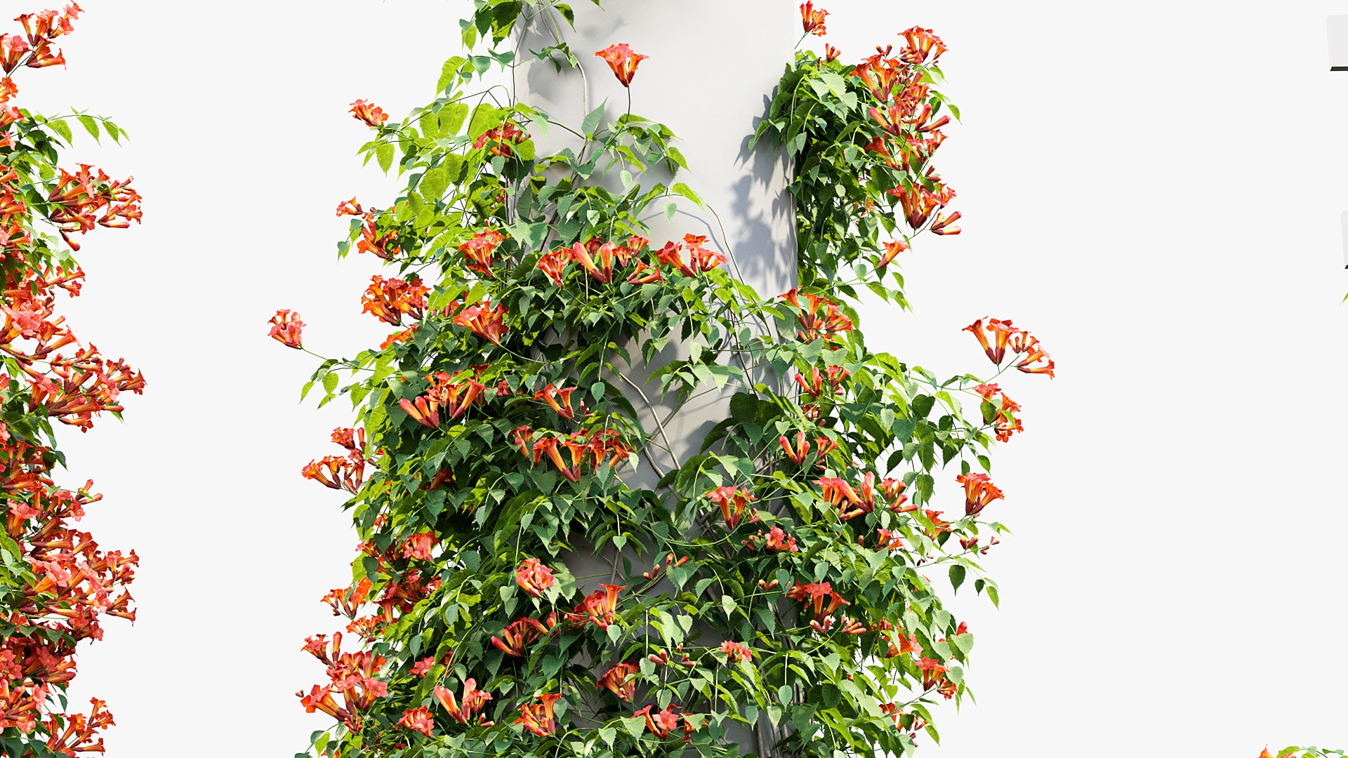 Campsis Radicans Trumpet Creeper 3D Model - TurboSquid 2052279