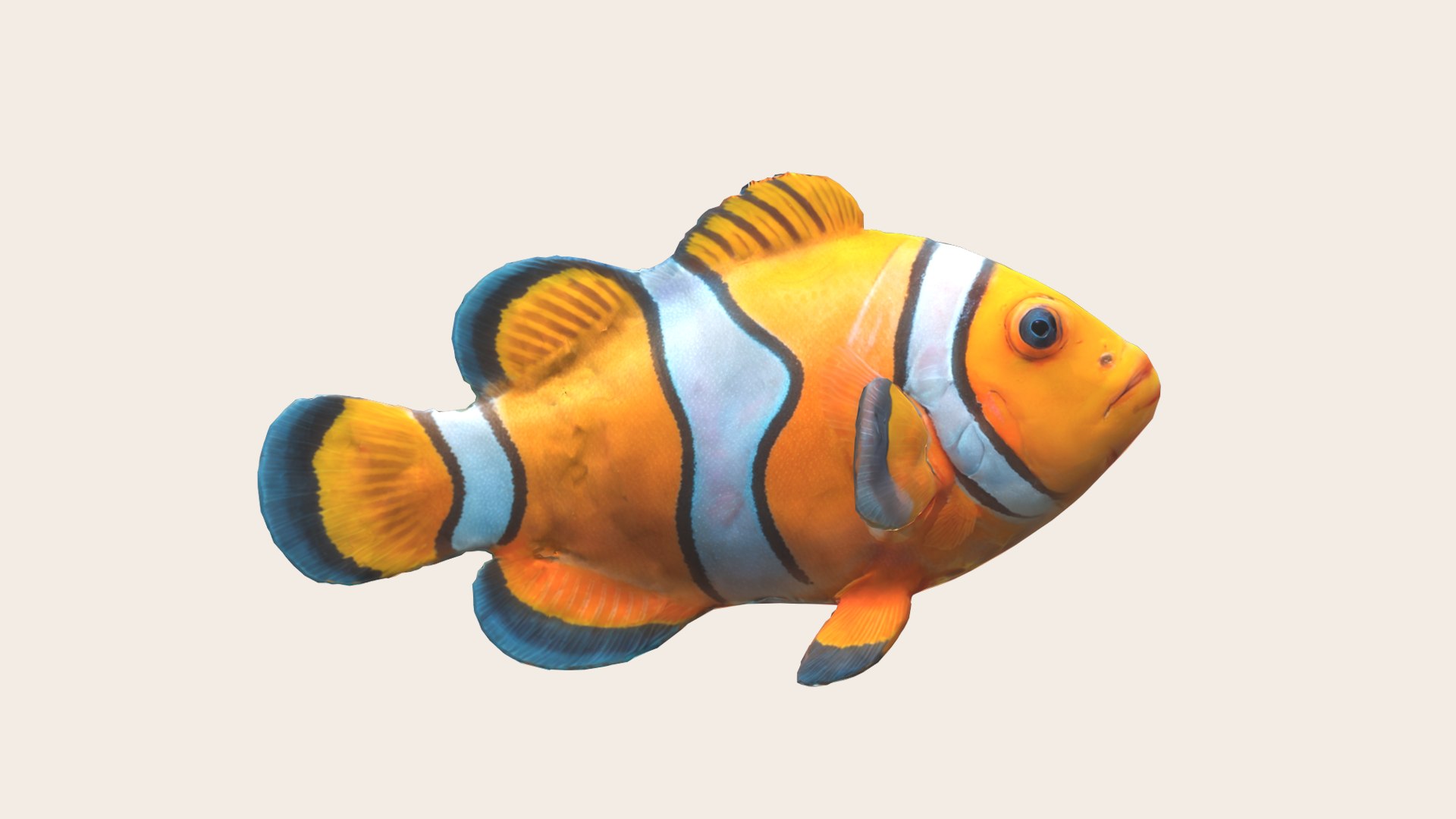 Clownfish White 3D - TurboSquid 2271411