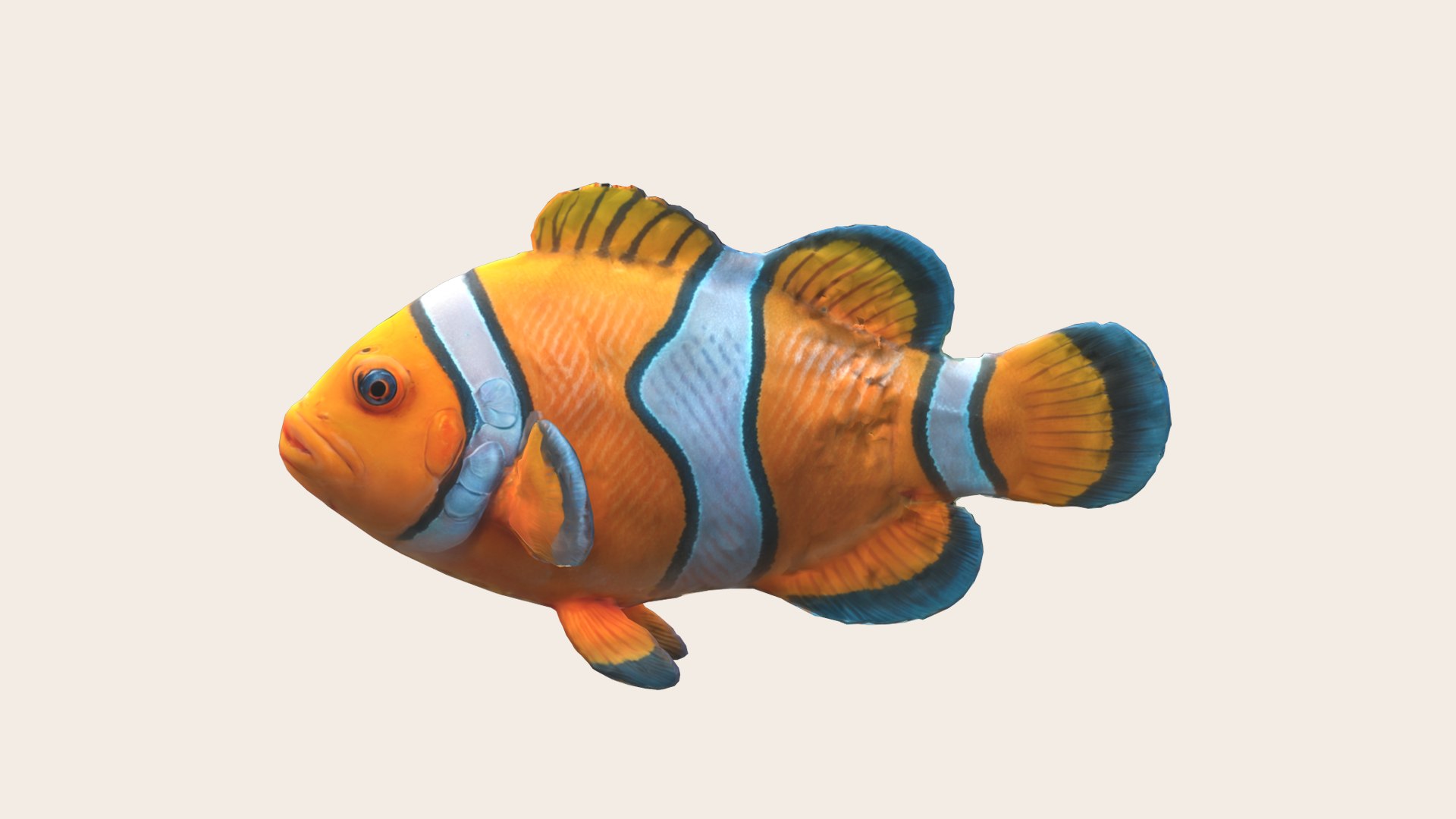 Clownfish White 3D - TurboSquid 2271411