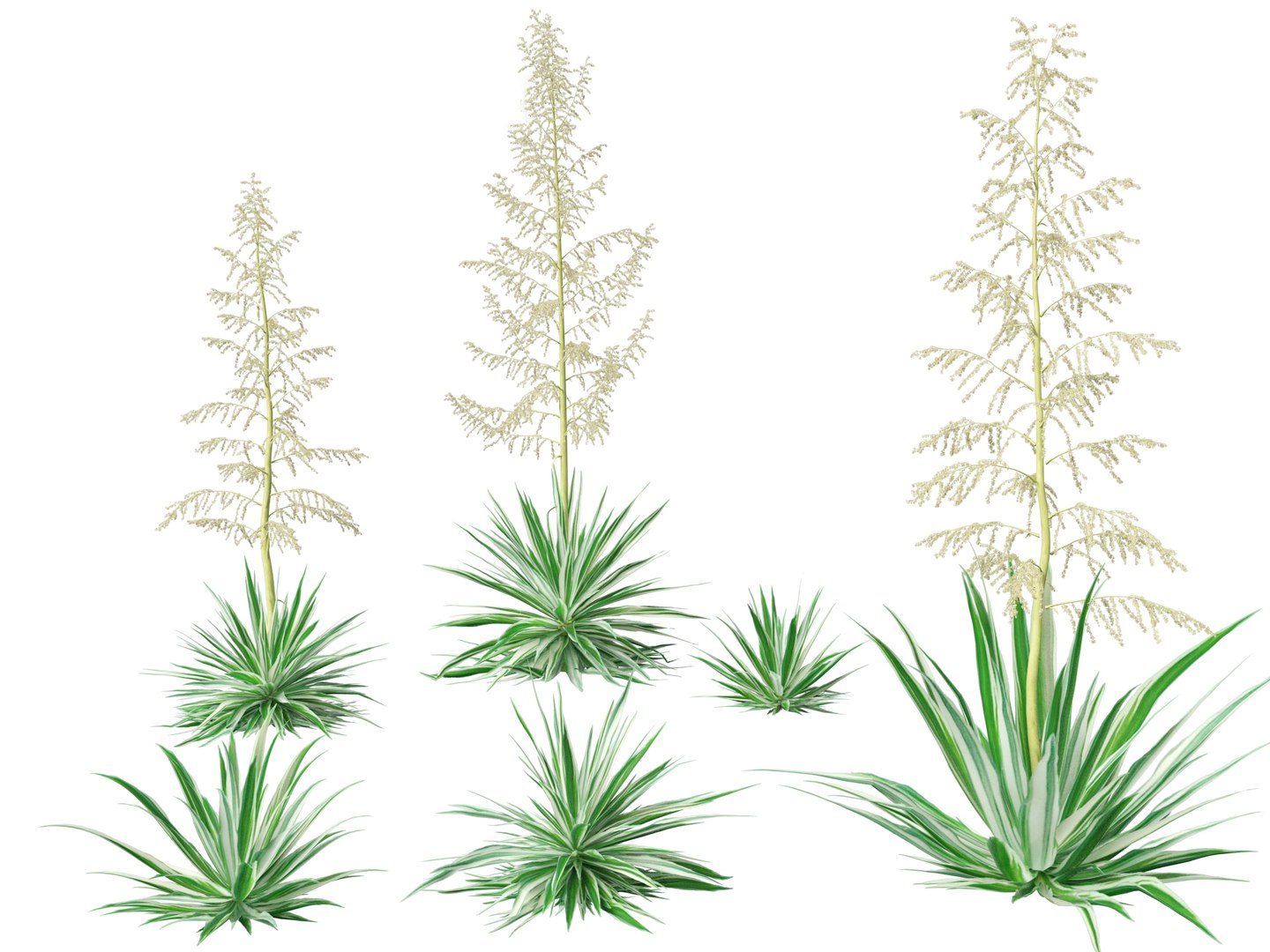 3D Model Furcraea Foetida - Giant Cabuya - TurboSquid 2298783