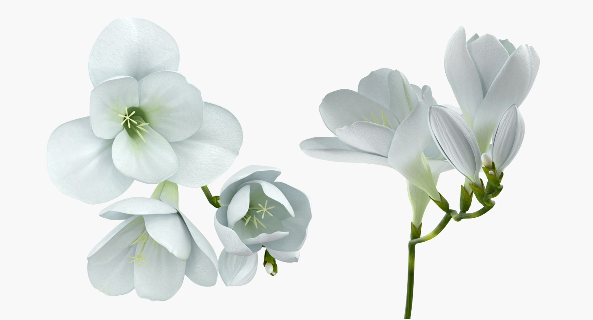 White freesia flower model - TurboSquid 1255821