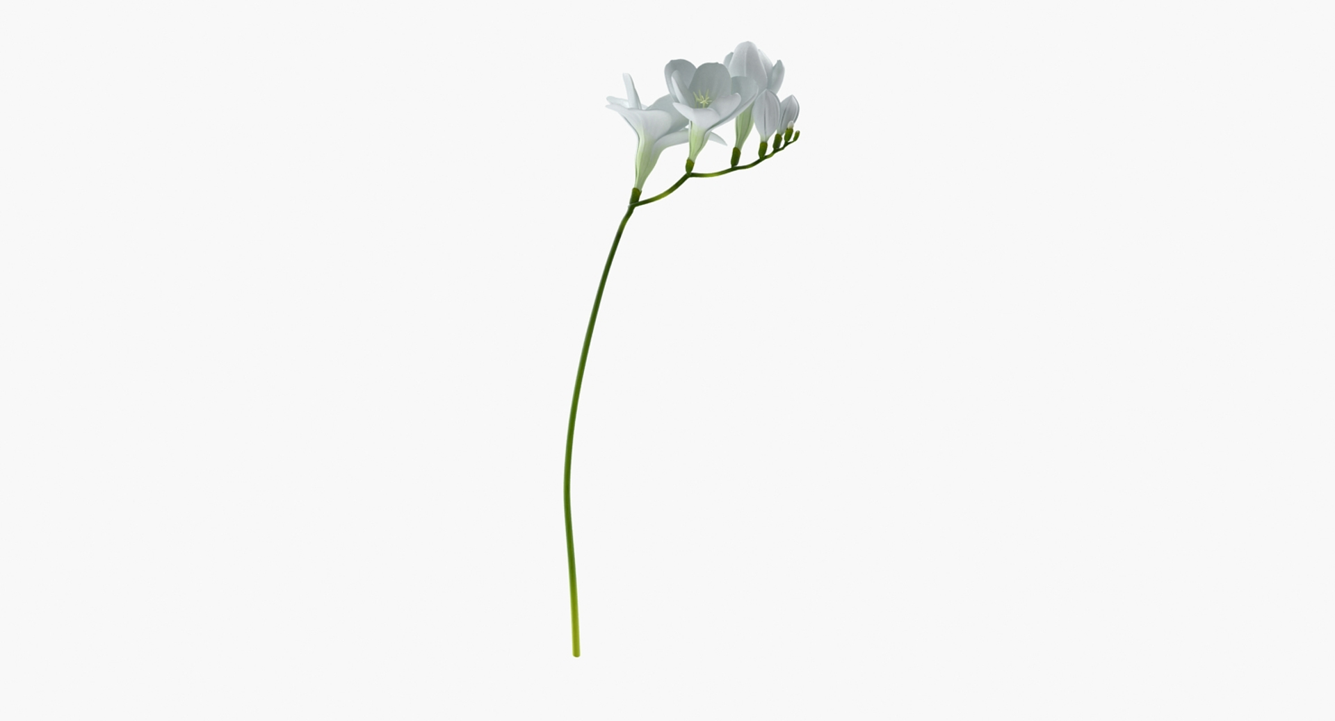 White Freesia Flower Model - TurboSquid 1255821