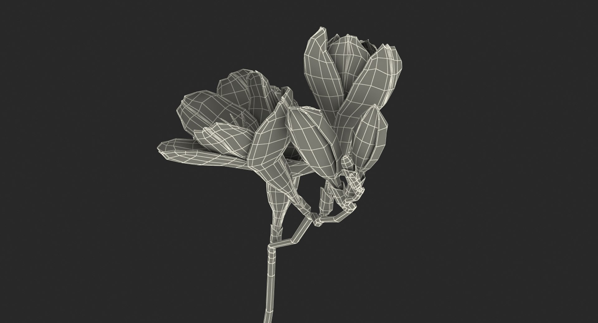 White freesia flower model - TurboSquid 1255821