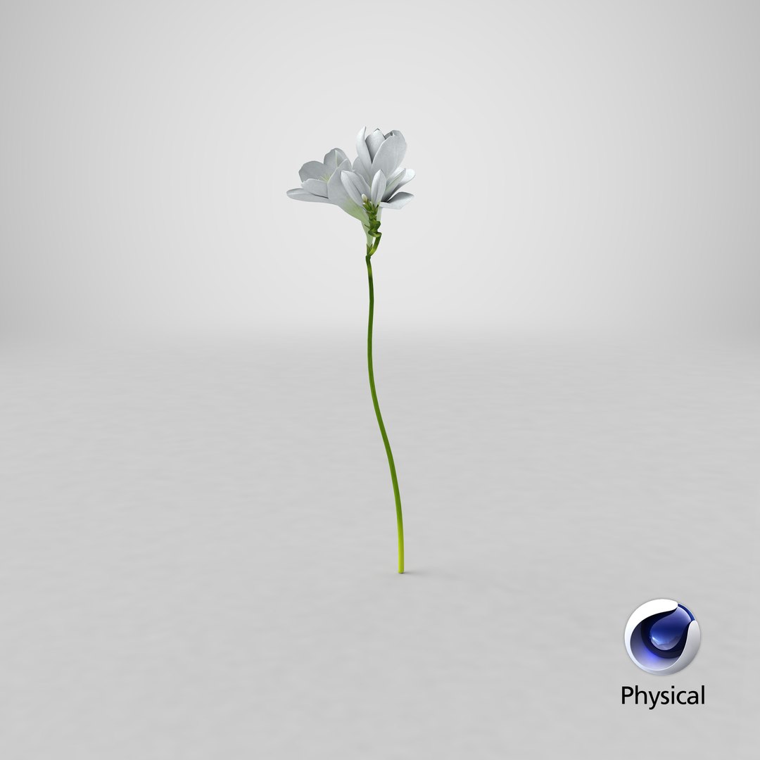 White freesia flower model - TurboSquid 1255821