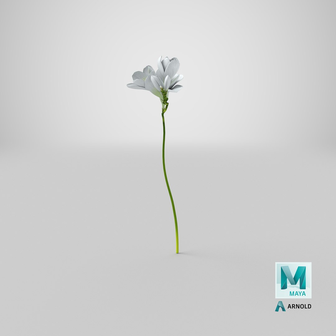 White freesia flower model - TurboSquid 1255821