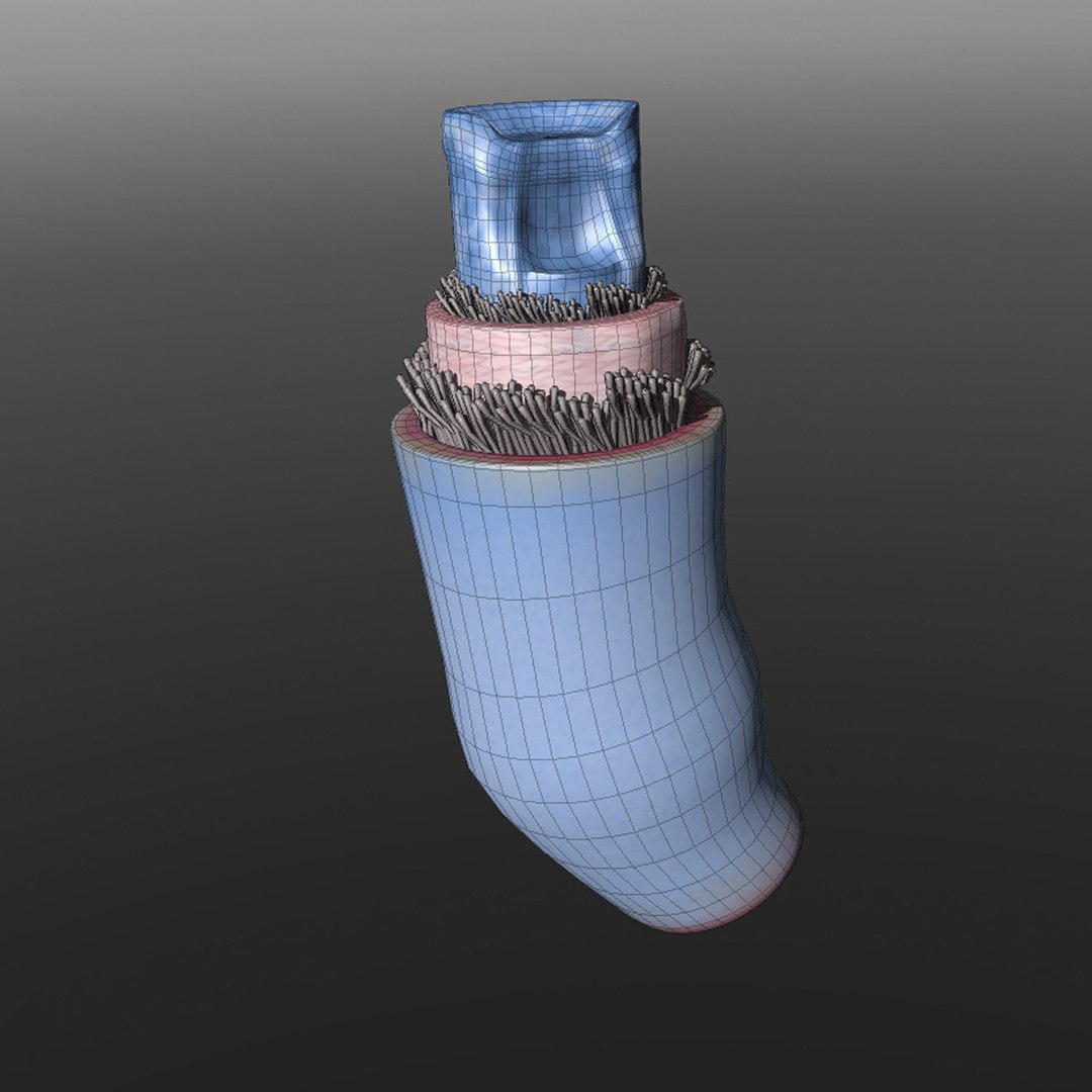 3d Structure Normal Heart Vein