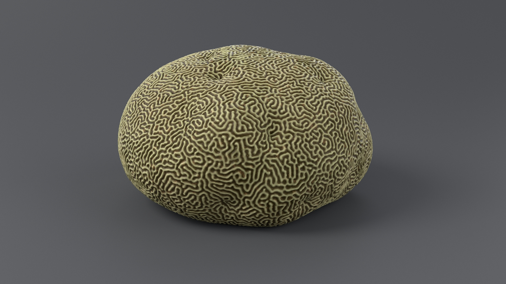 3D Brain Corals Collection Model - TurboSquid 2500372