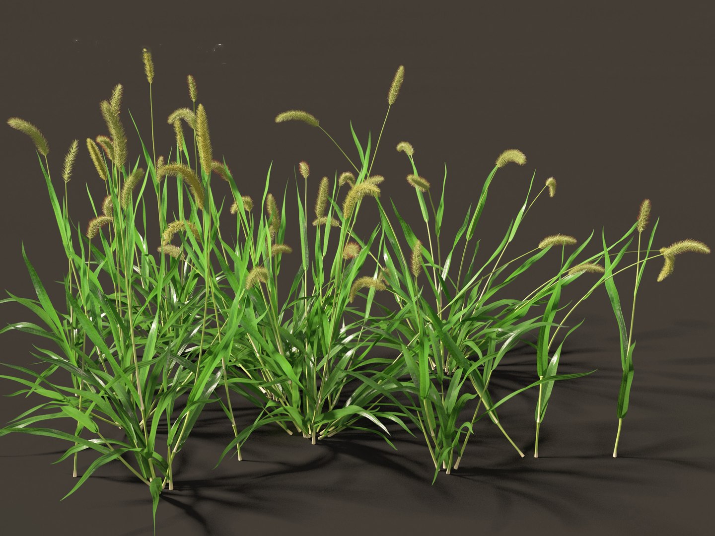 3D Setaria Viridis - Green Foxtail - TurboSquid 2126639