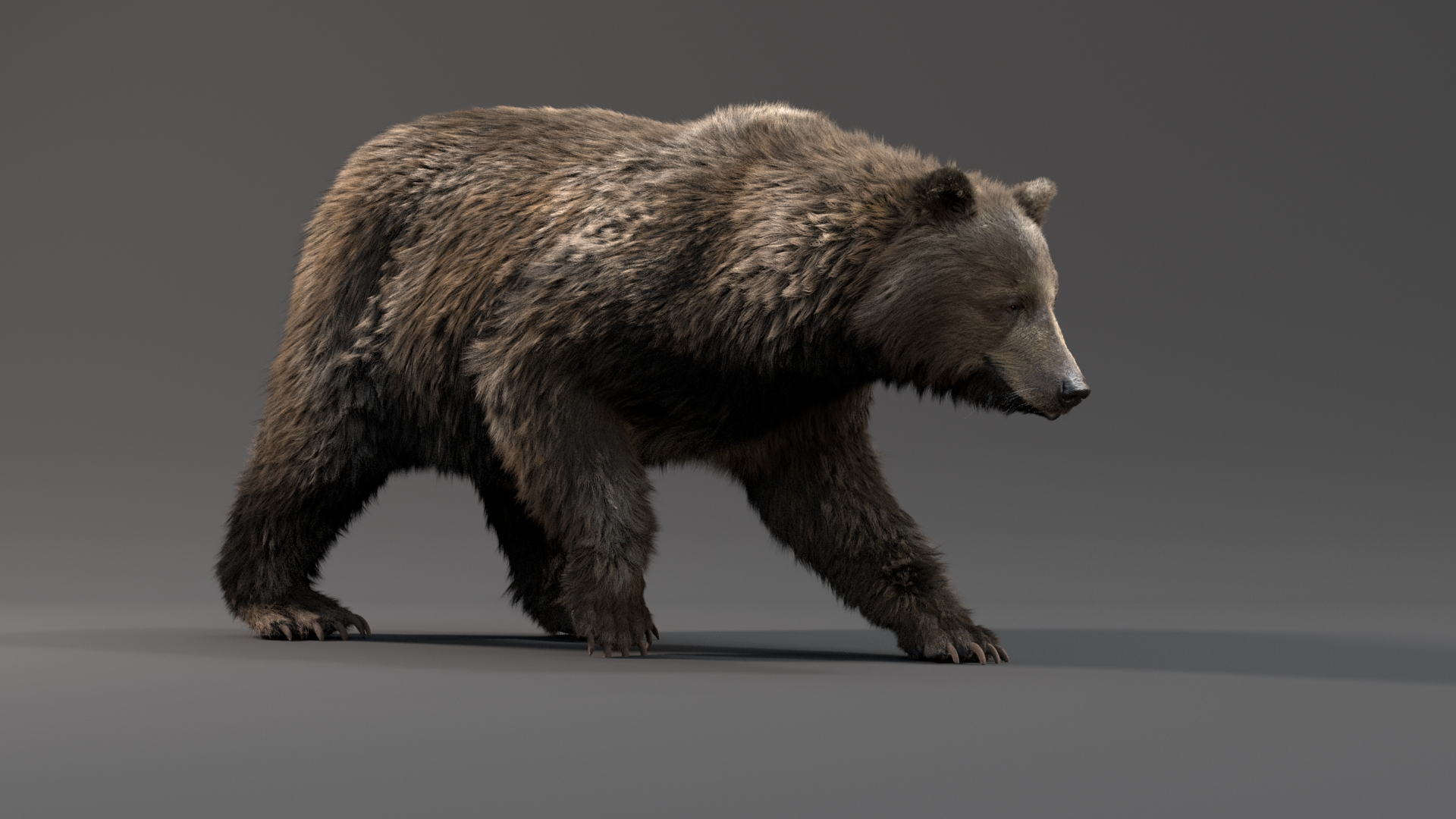 3D Bear Character Animation - TurboSquid 1354793
