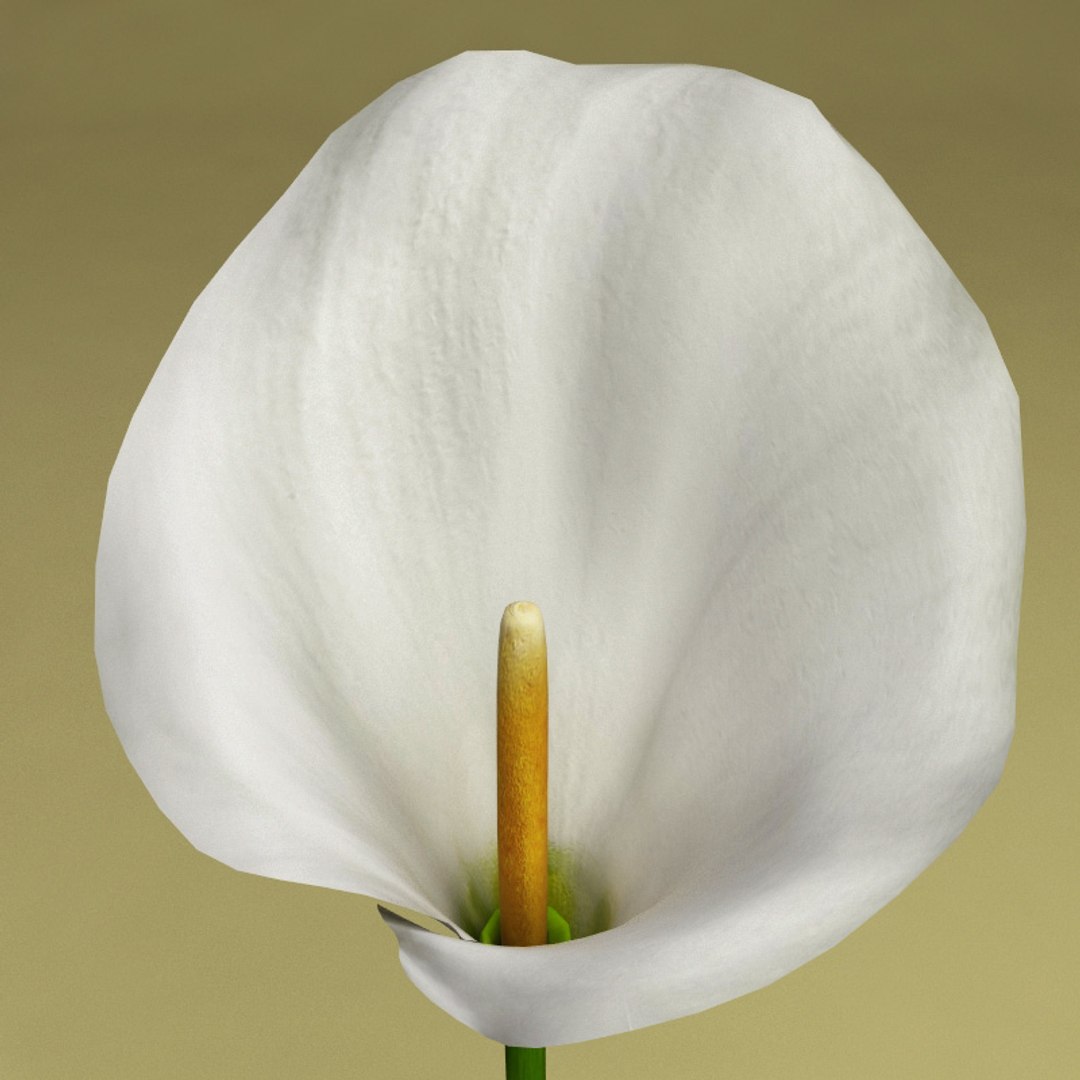3dsmax calla modelled