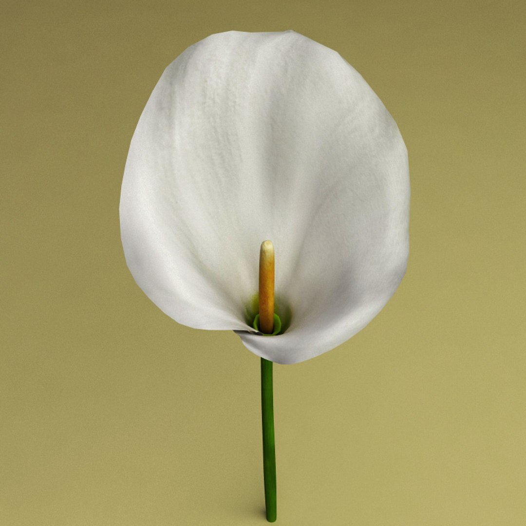 3dsmax calla modelled