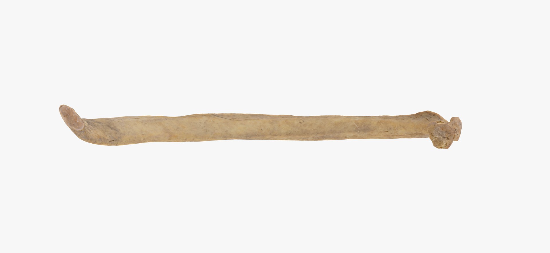 3D Costae Verae True Rib Model - TurboSquid 1534843
