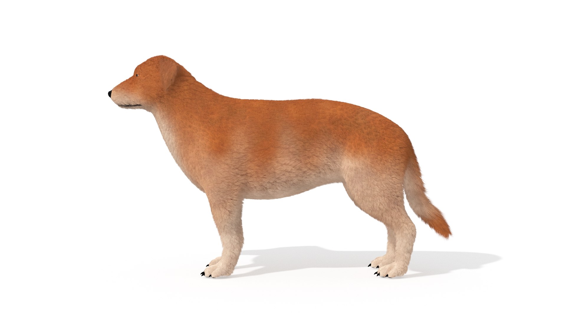Labrador Dog Animal Pet 3D Model - TurboSquid 1879292