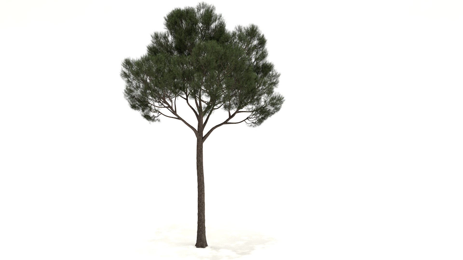Pine Tree 3D - TurboSquid 1397662