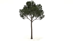 Pine parasol tree 3D model - TurboSquid 1171005