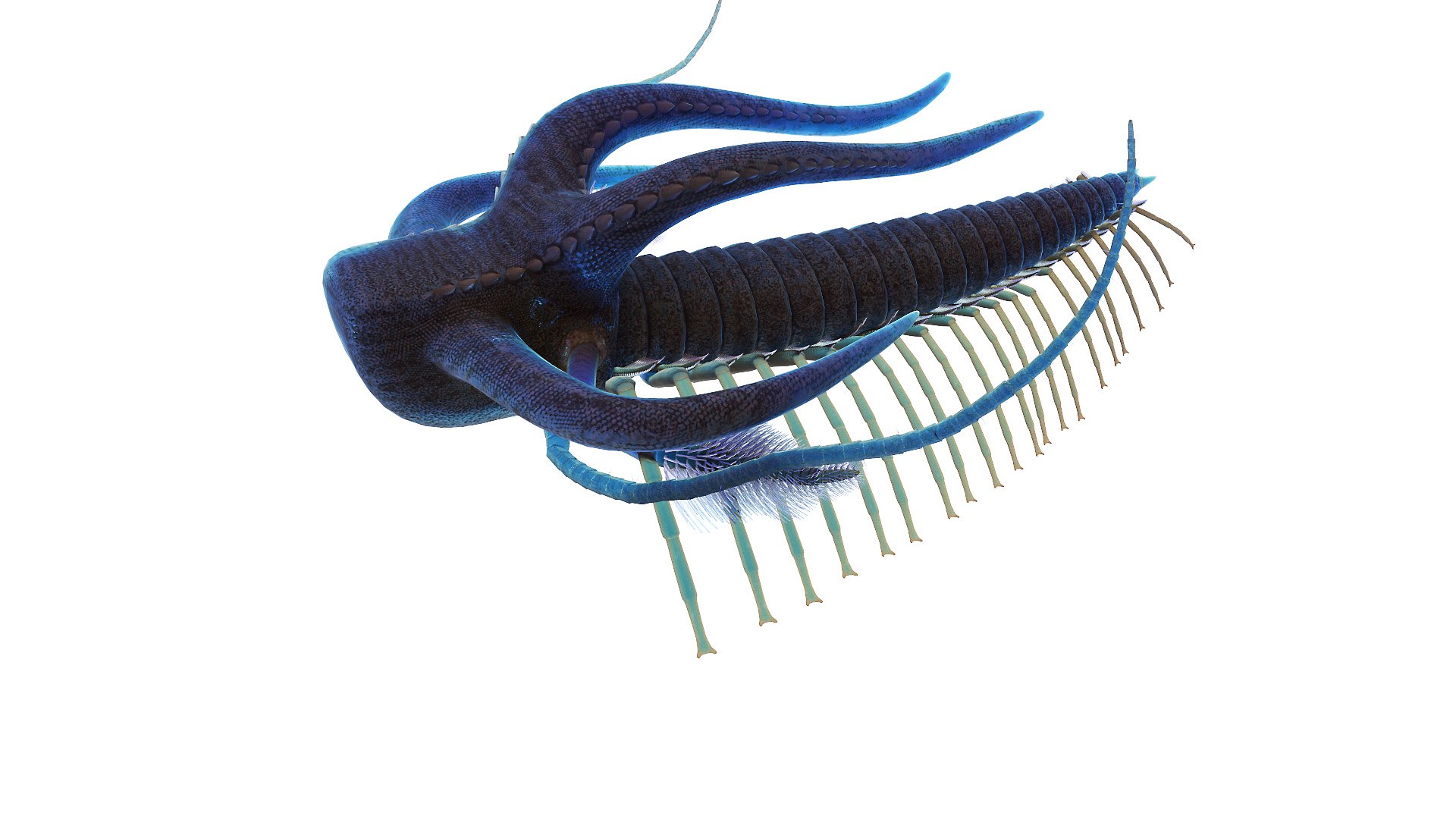 3D Marella Animated - TurboSquid 1774103