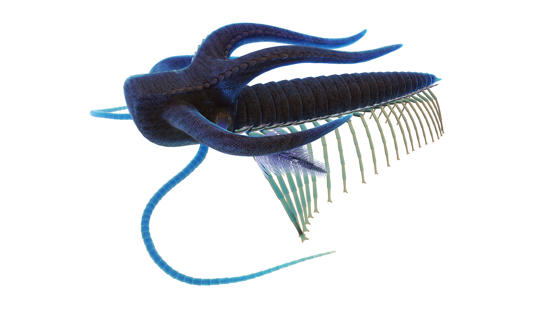 3D Marella Animated - TurboSquid 1774103