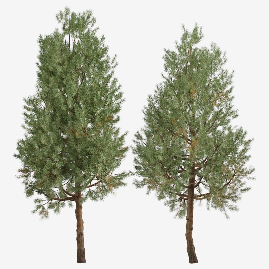 3D Model Set Of Pinus Sylvestris Or European Red Pine Tree -2 Trees ...