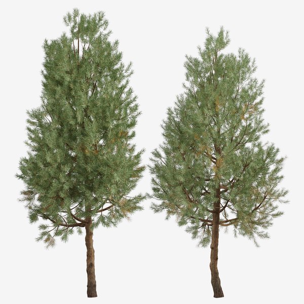 3D model Set of Pinus Sylvestris or European red pine Tree -2 Trees ...