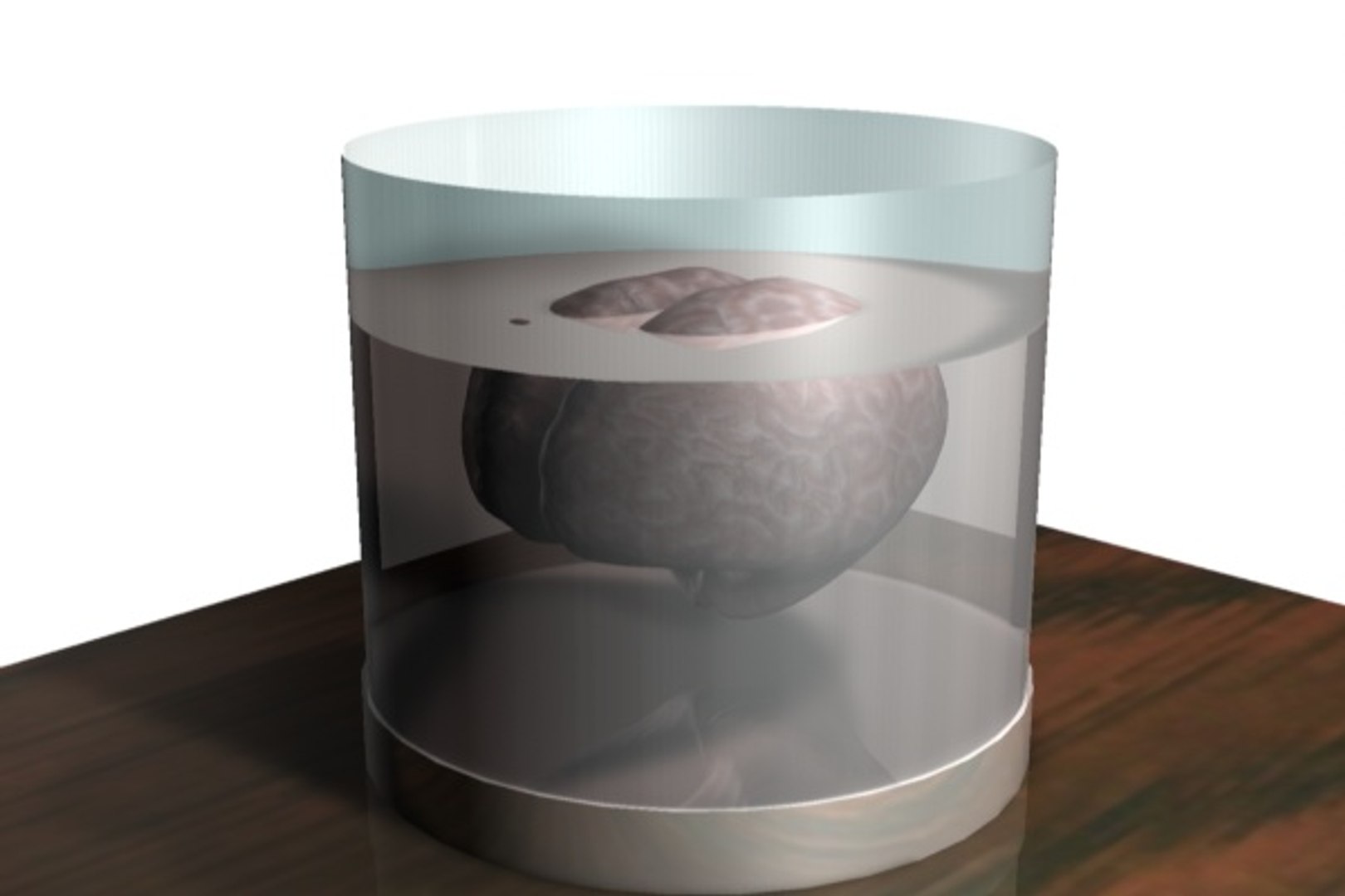 Brain Glass 3d Model