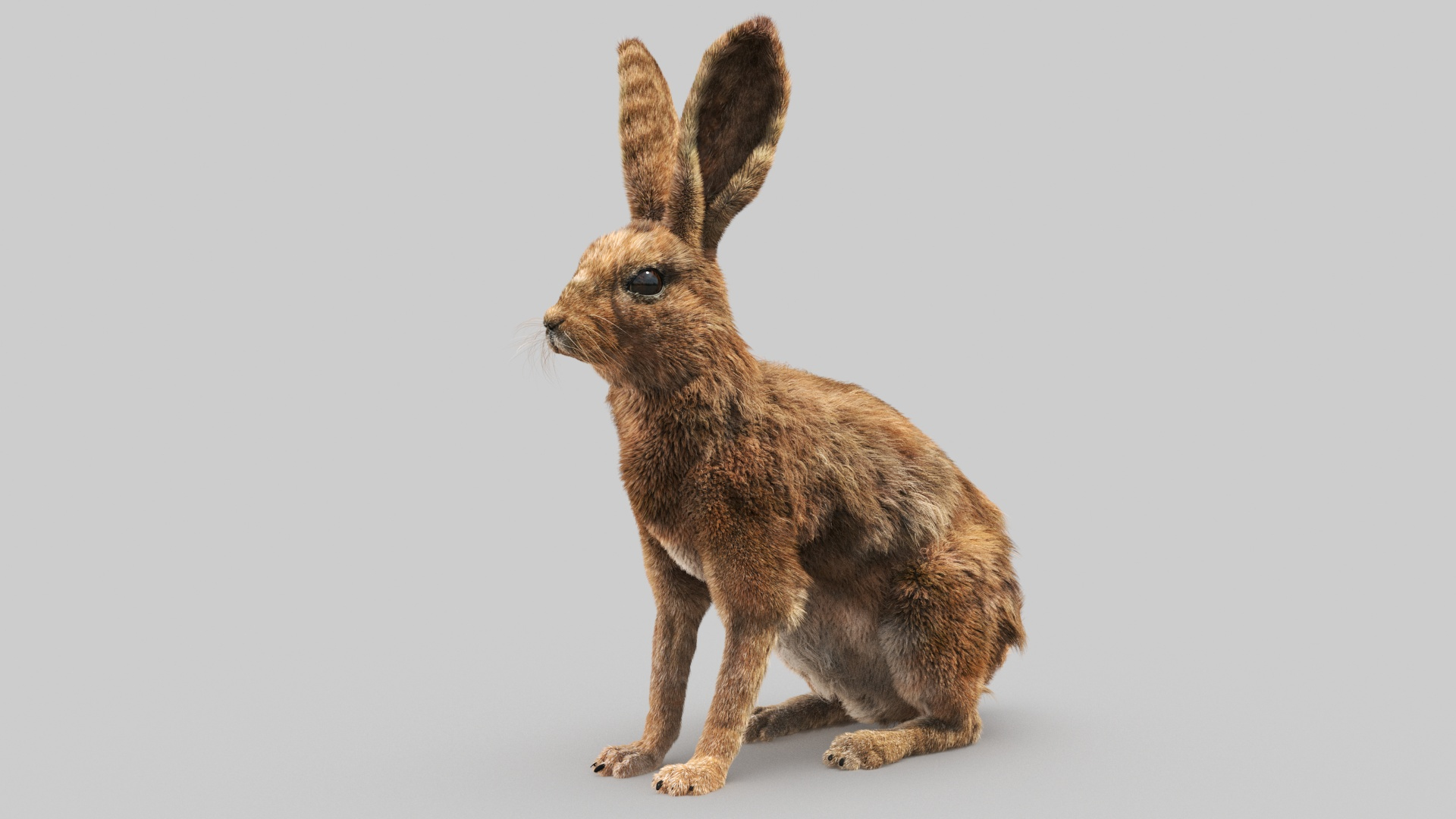 3D hare - TurboSquid 1711081