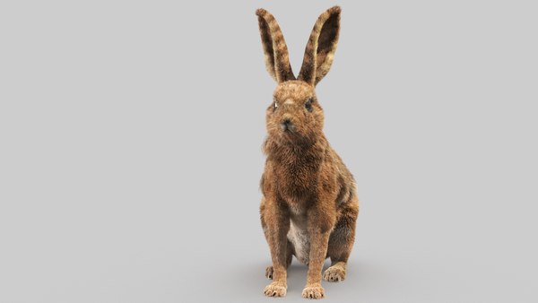 3D hare - TurboSquid 1711081