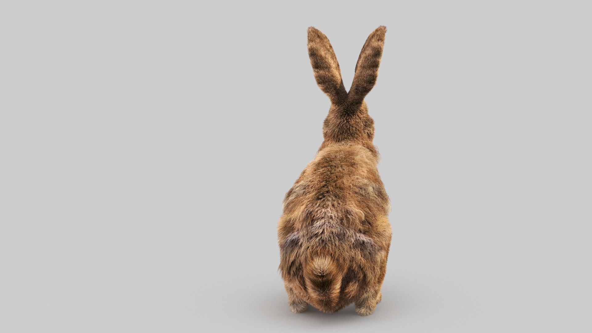 3D hare - TurboSquid 1711081