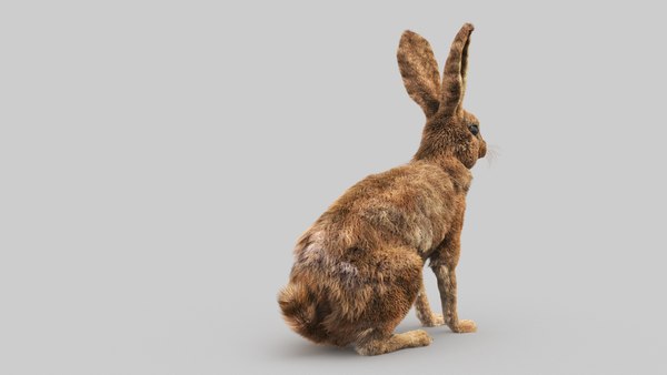 3D hare - TurboSquid 1711081