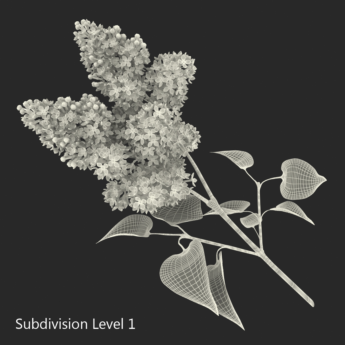 syringa lilac 3 3d max